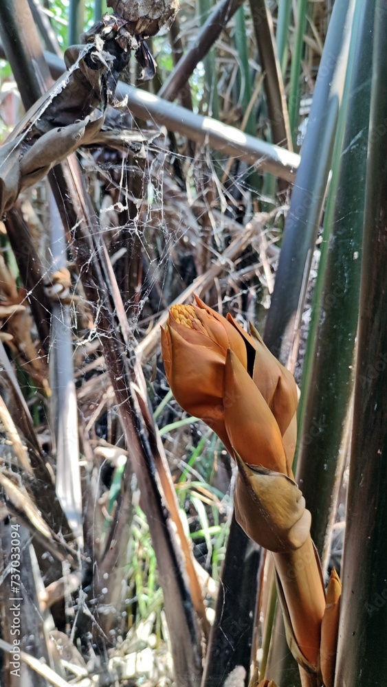 Flower of Nypa fruticans Wurmb (Mangrove Palm, Nipa Palm, Nypa Palm) on ...