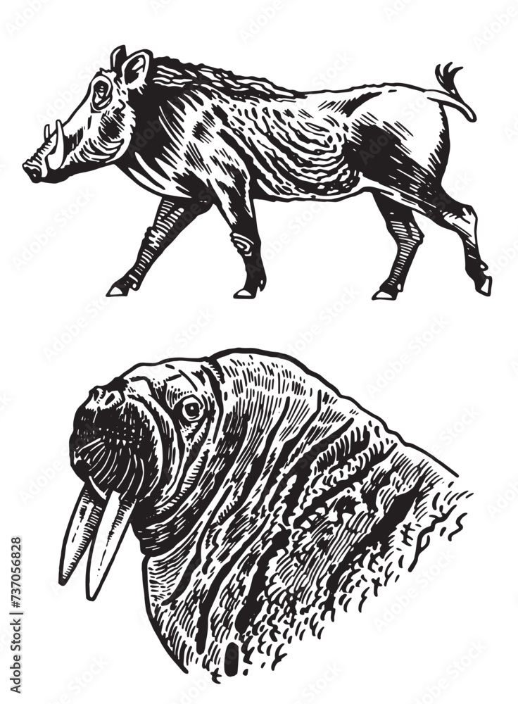 Warlus and wild hog on white background, vector graphical illustration ...