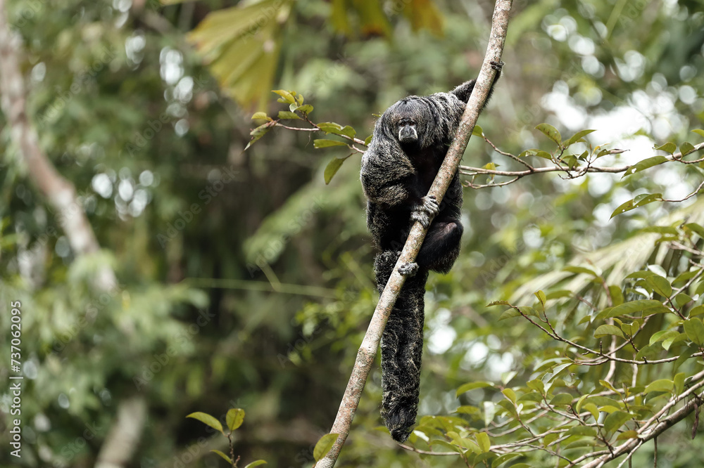 Miller's saki (Pithecia milleri), also known as Miller's monk saki. A ...