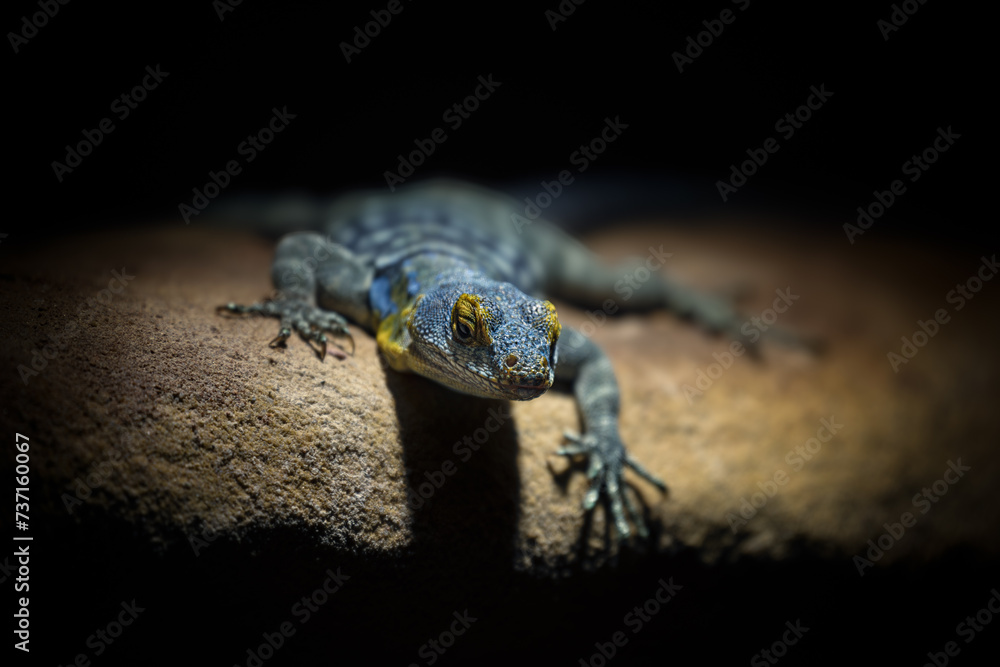 The Baja blue rock lizard (Petrosaurus thalassinus) is a species of ...
