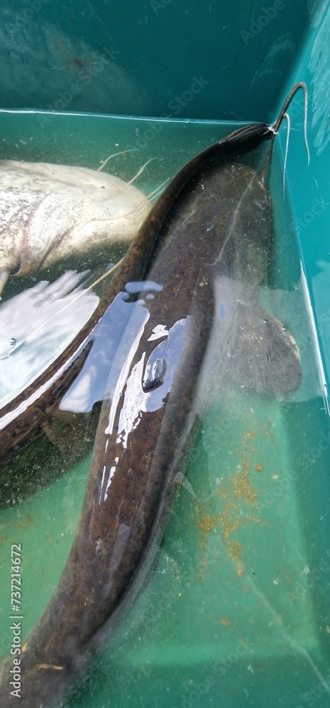 Silurus glanis, commonly known as the European Wels catfish, is one of ...