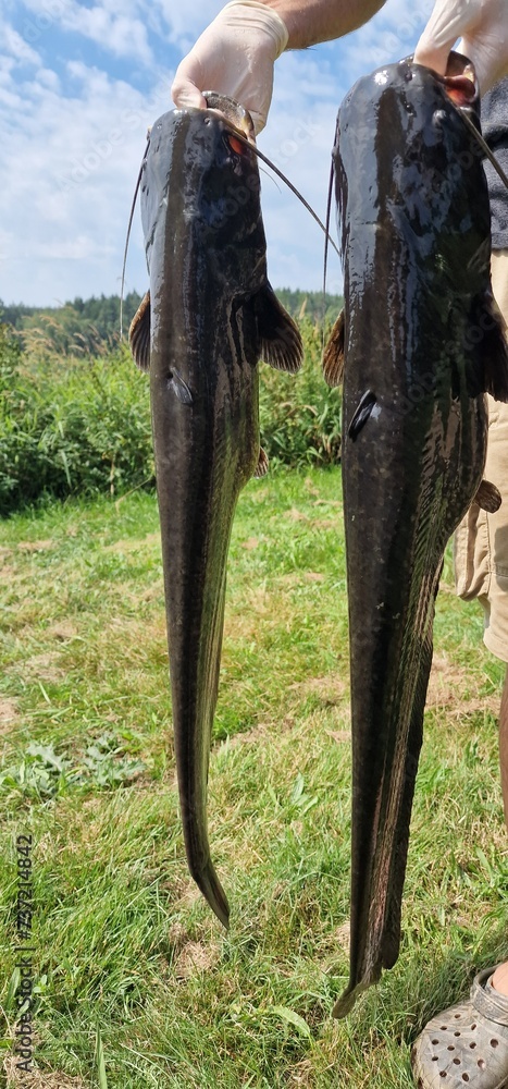 Silurus glanis, commonly known as the European Wels catfish, is one of ...