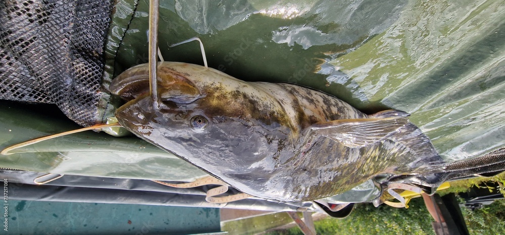 silurus glanis The wels, also called sheatfish, is a large species of ...