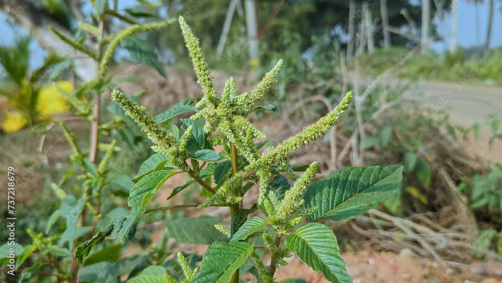 Fresh Amaranthus viridis or green amaranth flowers and seeds on a plant ...
