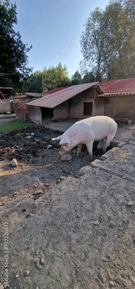pig in a barn genus Sus, within the even-toed ungulate family Suidae ...