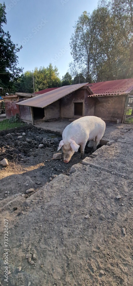 pig in a barn genus Sus, within the even-toed ungulate family Suidae ...