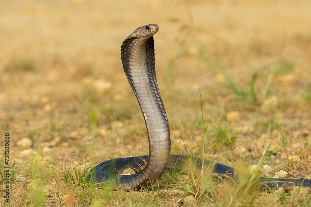 Javan Spitting Cobra (Naja sputatrix) is a species of cobra native to ...