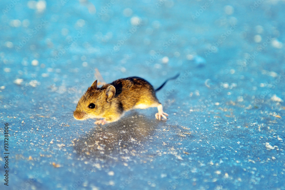 Wood mouse (Apodemus sylvaticus) is freezing on ice during crossing of ...