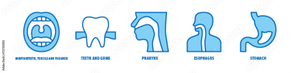 Stomach, Esophagus, Pharynx, Teeth and gum, Mouth (teeth, tonsils, and ...