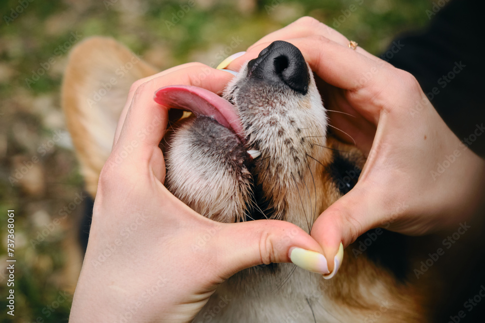 Concept of a warm relationship between pet and owner. Hands near the ...