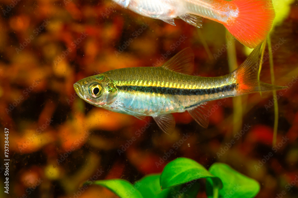 Blackline rasbora, Red-tailed rasbora, Borapet rasbora Stock Photo ...