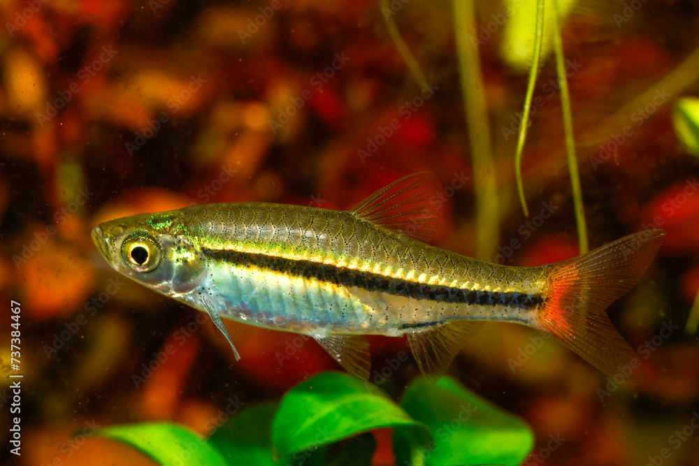 Blackline rasbora, Red-tailed rasbora, Borapet rasbora Stock Photo ...