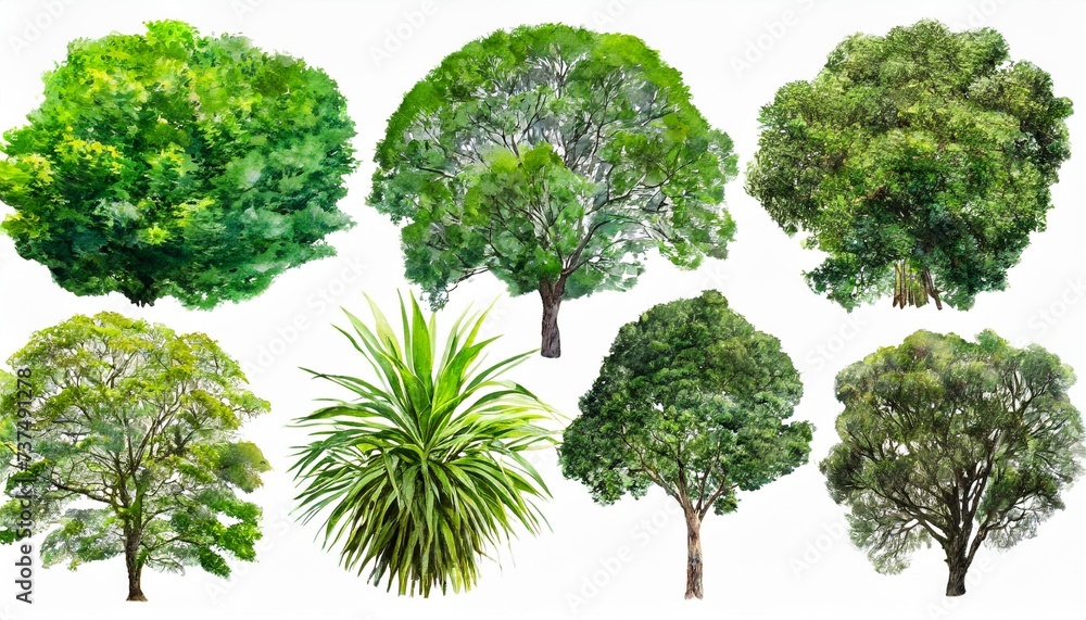 tree illustration for design plan of architecture and landscape tree top view watercolor ...