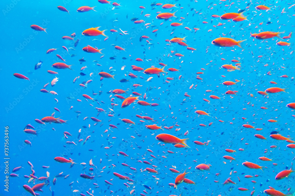 Many red fish. Red sea coral reef diving background. Underwater world ...