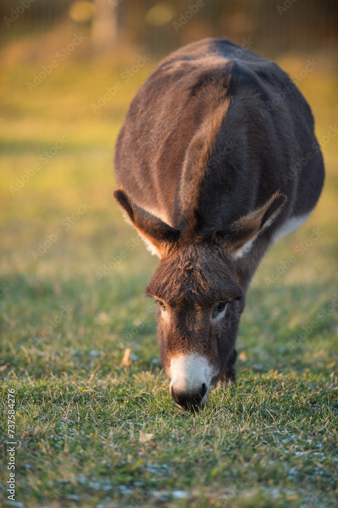 miniature donkey in pasture paddock field fat round belly grazing on ...