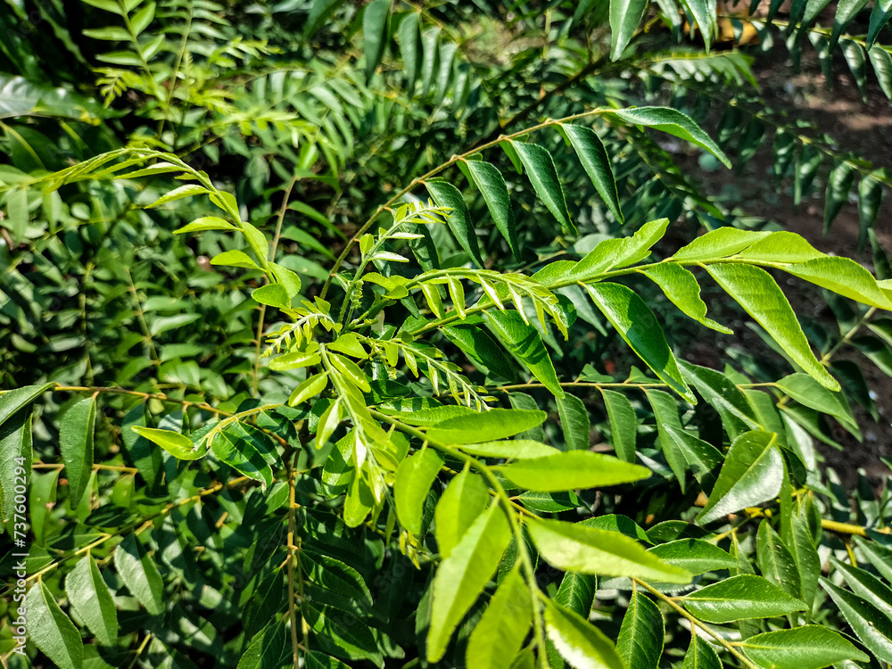 A fresh green curry tree at the plant garden. Curry leaves, kadi patta ...