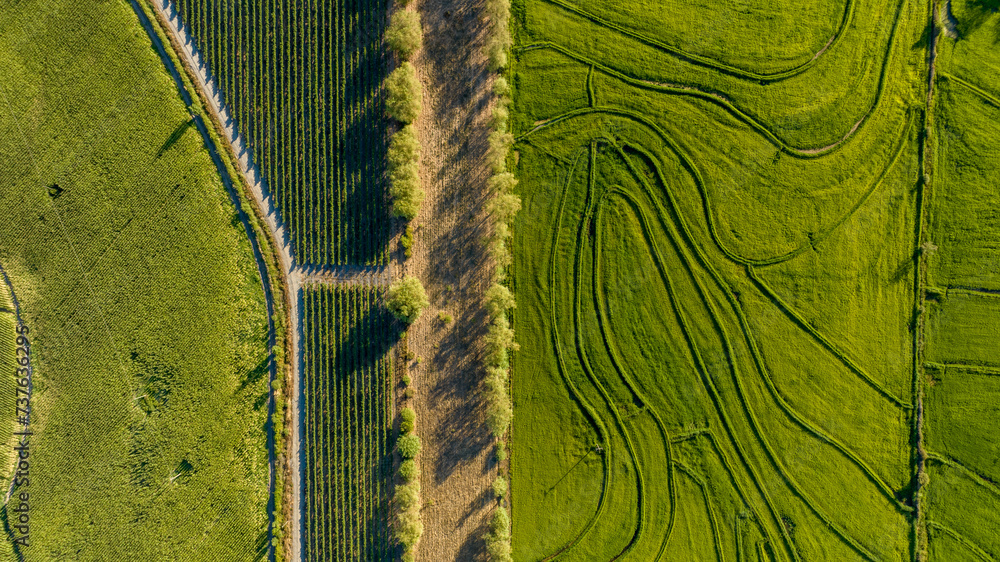 Drone view of green Rice field in Chile. Rice production Stock-Foto ...