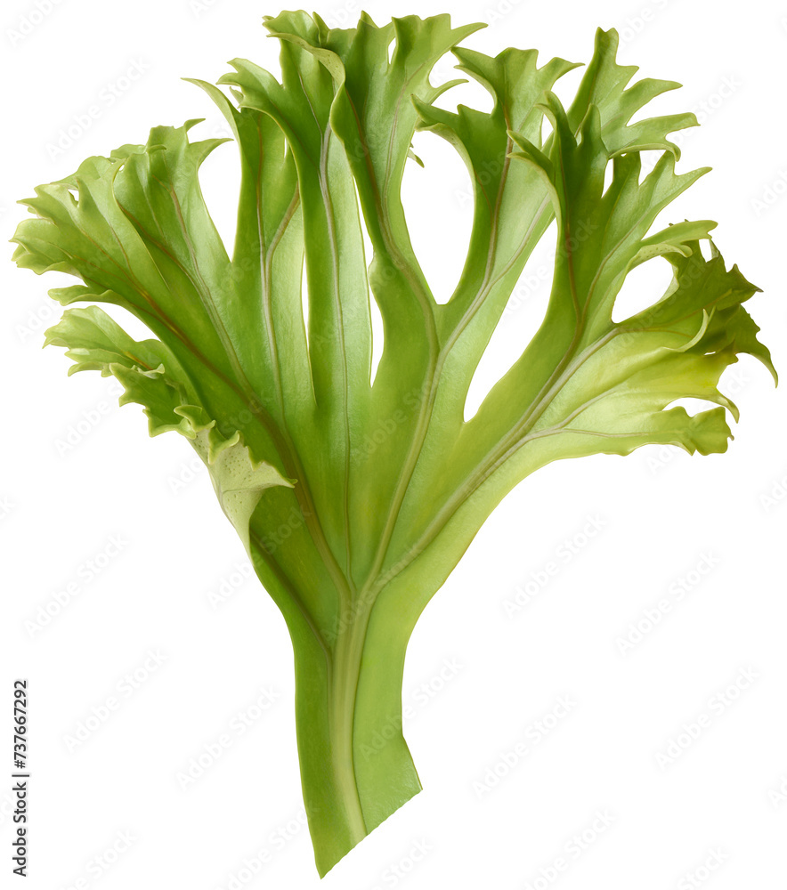 fishtail fern foliage, microsorum punctatum, close-up of popular fern ...
