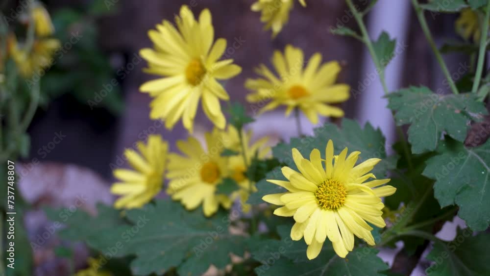 Vidéo Stock Guldaudi or Guldavari, Chrysanthemum Yellow Flower Plant in ...