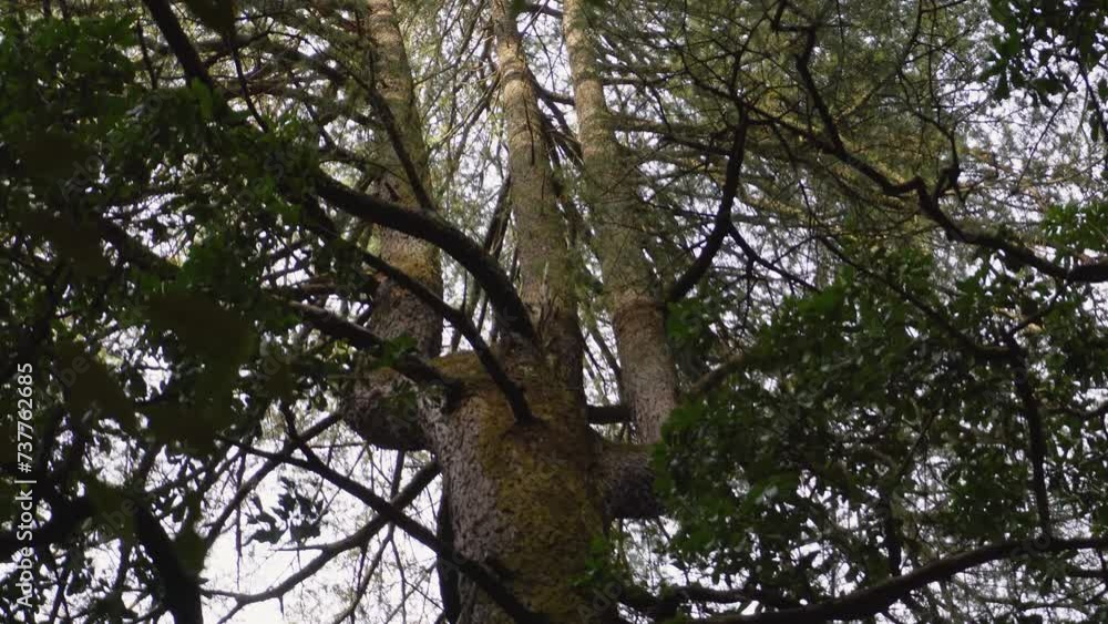 A mystical trident or Trishul shaped Deodar Tree a symbol of Lord Shiva ...