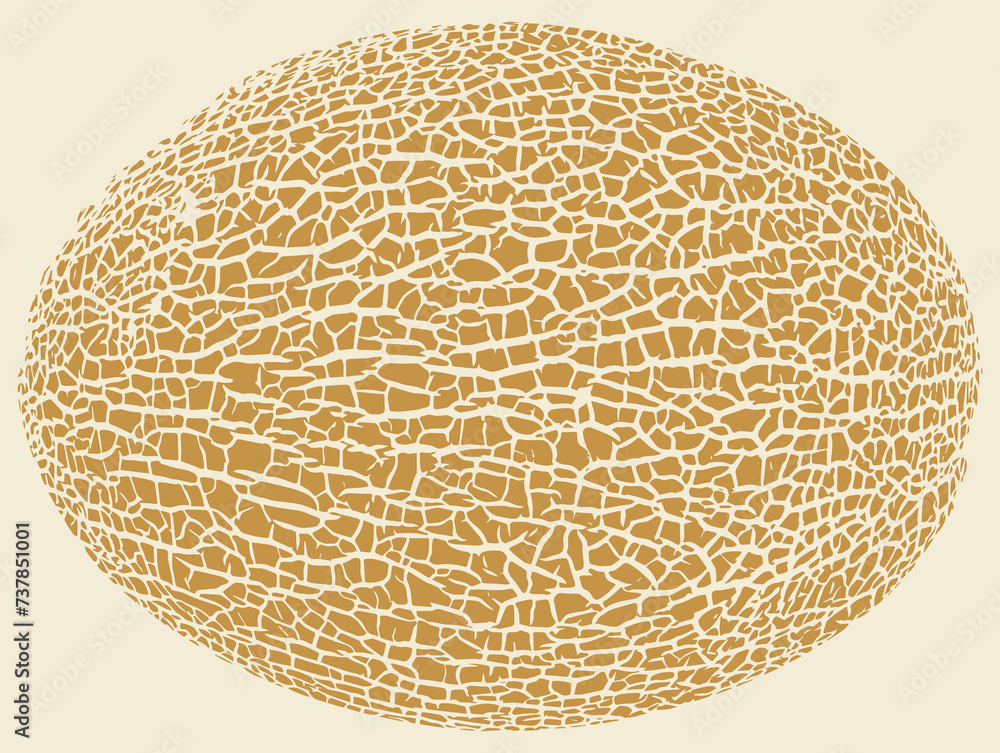 Melon skin texture close up. Round silhouette. Cracked peel structure ...
