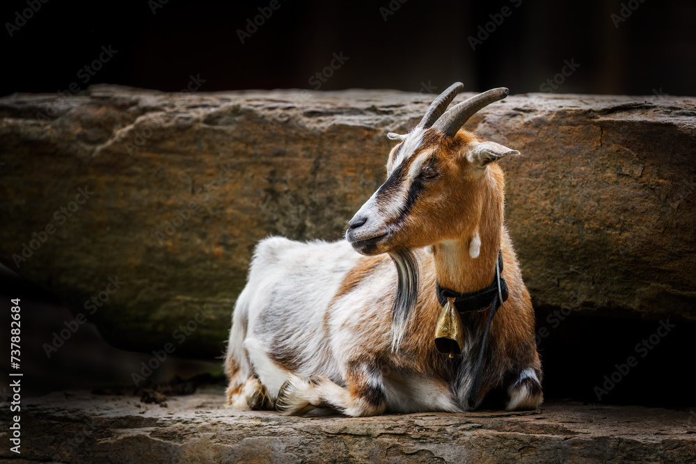 Portrait of relaxing brown and white goat. Goad with long goatee ...