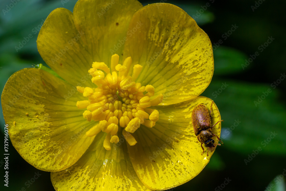 Raspberry beetle, Byturus tomentosus, on flower. These are beetles from ...