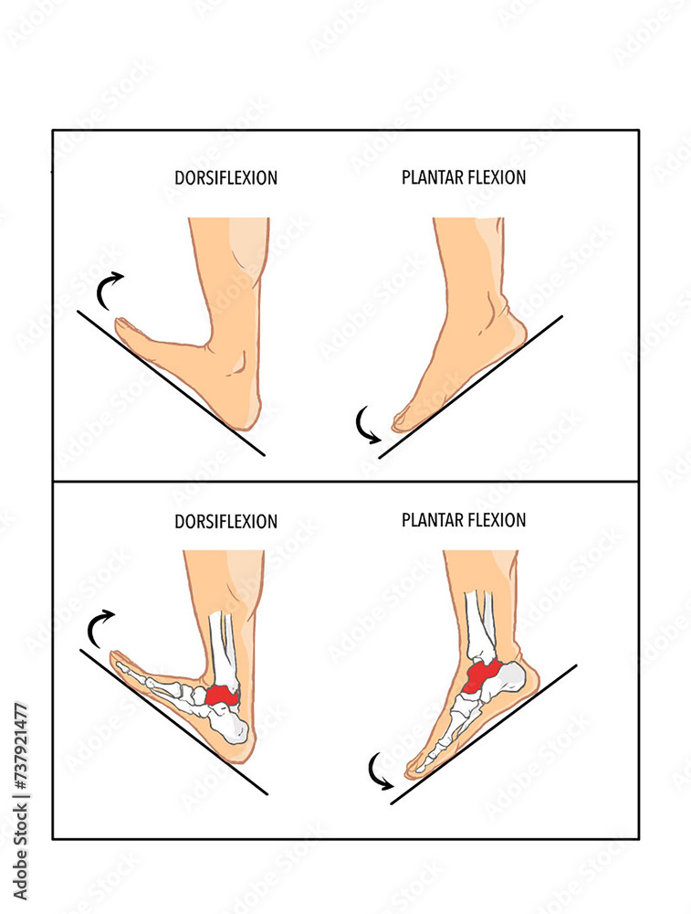 Plantar flexion dorsiflexion anatomical terms vector image Stock ...