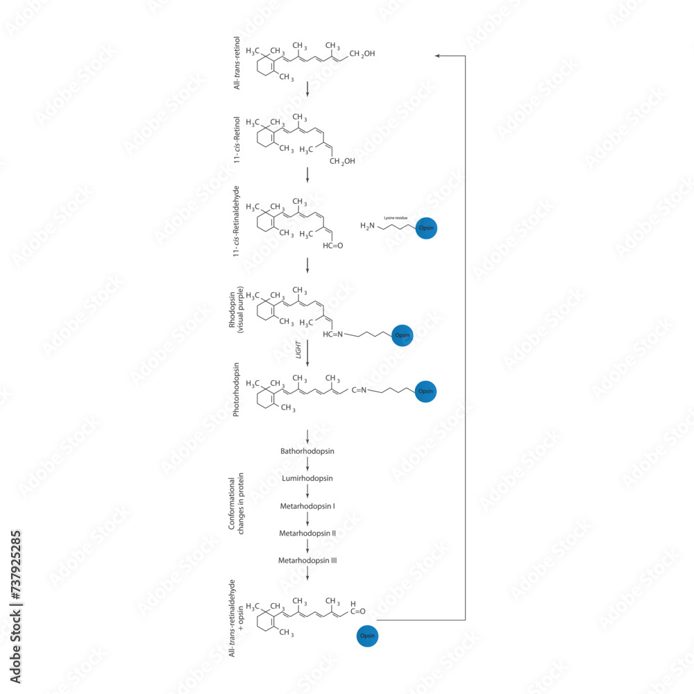 all-E-Lycopene skeletal structure diagram.Caratenoid compound molecule ...