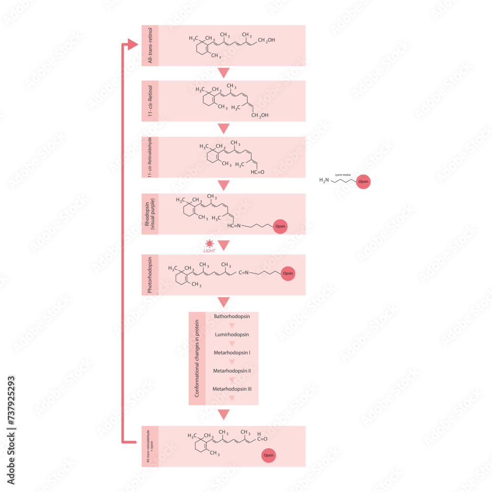 9-Z-Lycopene skeletal structure diagram.Caratenoid compound molecule ...