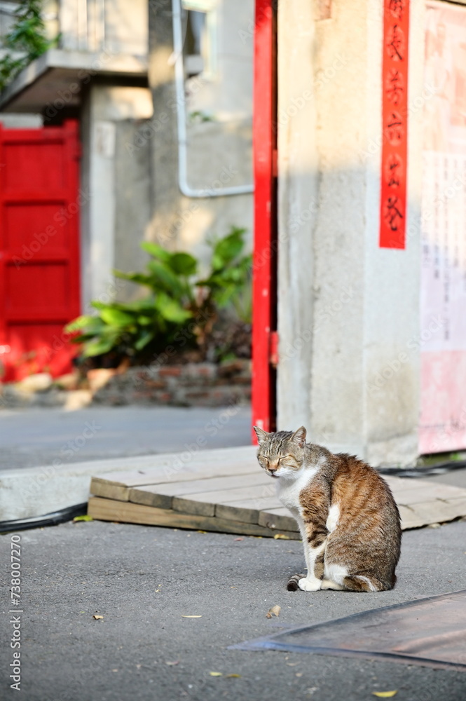 Cat sitting in the Sanchong Air Force Military Kindred Village No.1, a ...