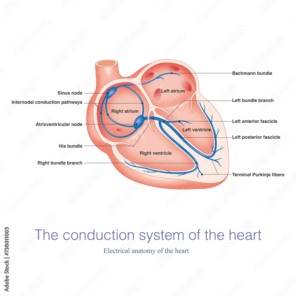 The Conduction System Of The Heart Is The Electrical Anatomy Of The