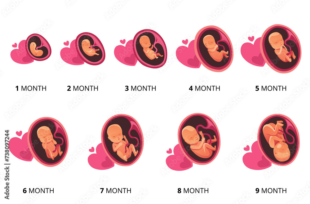 Embryo month stage growth, fetal development flat infographic icons ...