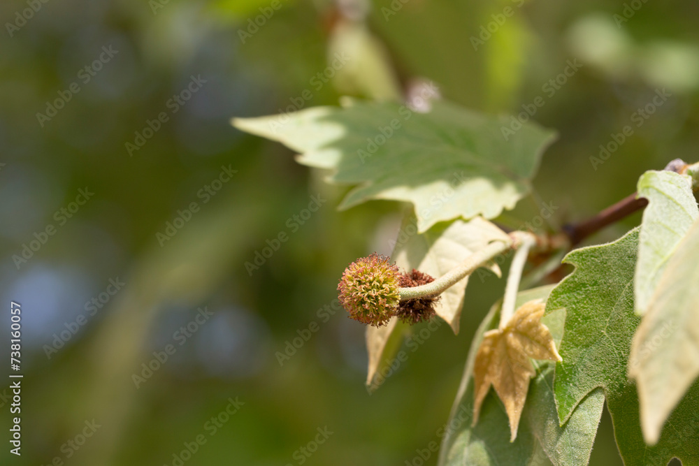 Leaves and fruits of Platanus occidentalis, also known as American ...