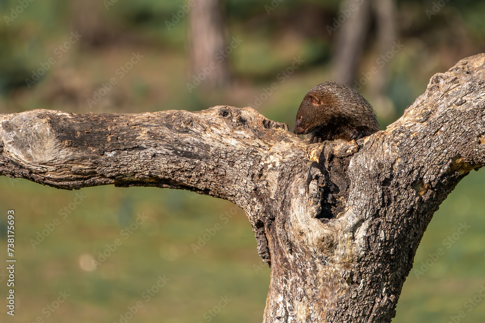 Beautiful close-up portrait of a mongoose on a tree trunk peeking out ...