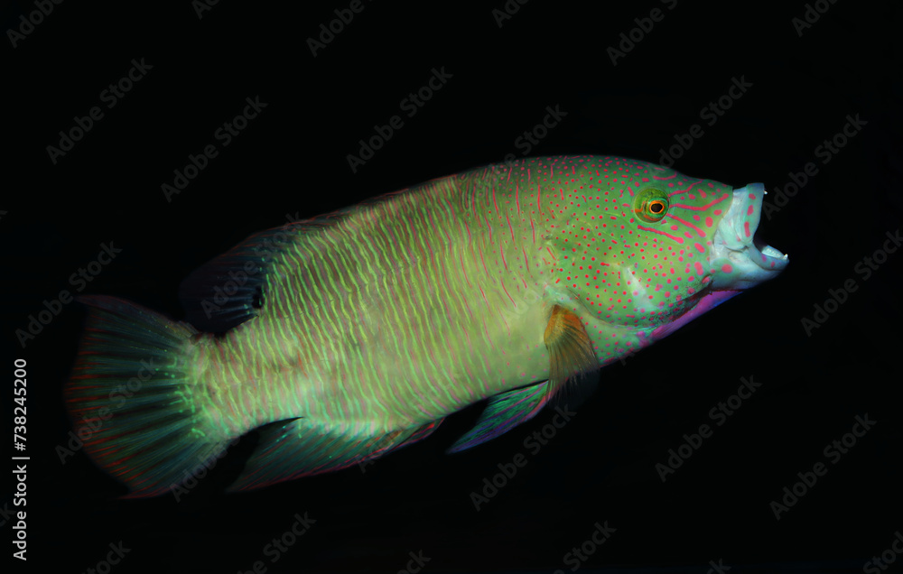 Tripletail Maori Wrasse (Cheilinus trilobatus) Stock Photo | Adobe Stock