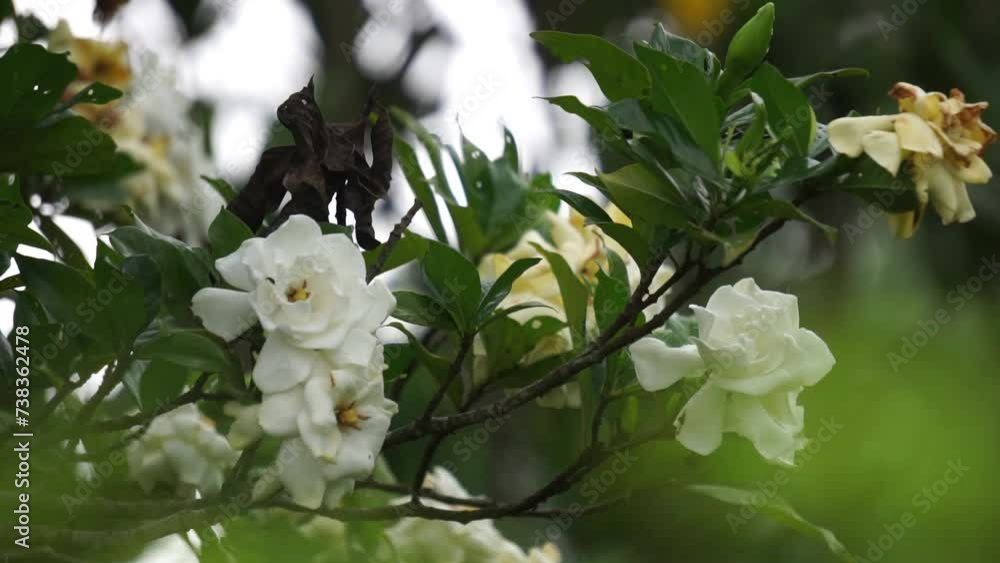 Gardenia jasminoides (gardenia, cape jasmine, Kacapiring wangi ...