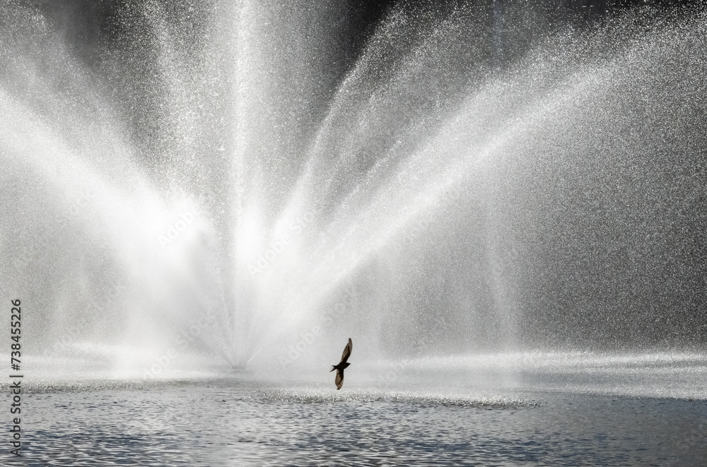 Welcome Swallows Flying Past A Water Fountain to Cool Off - Birds ...