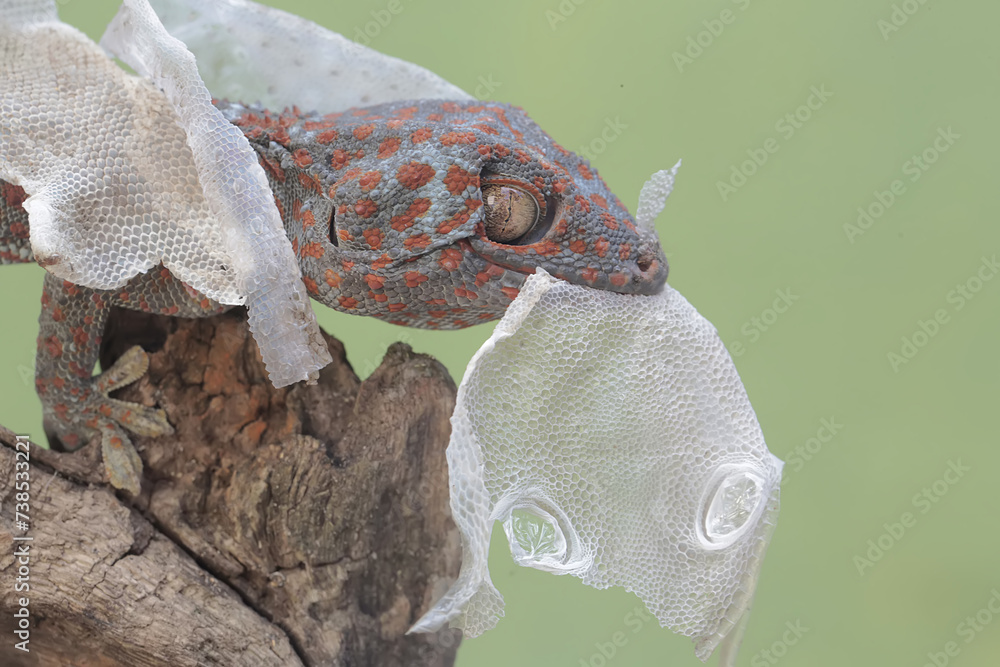 A tokay gecko is undergoing a period of molting. This reptile has the ...