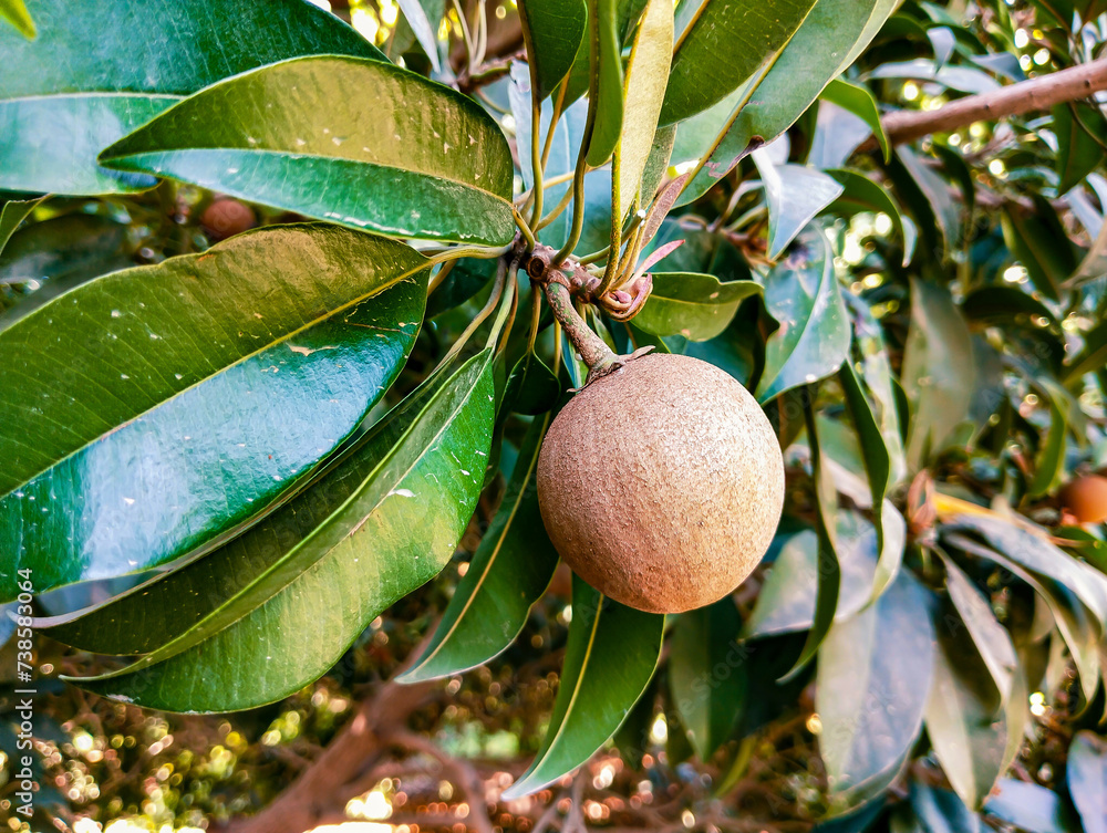 Manilkara zapota chico sapota sapodilla fruit on the tree branch food ...