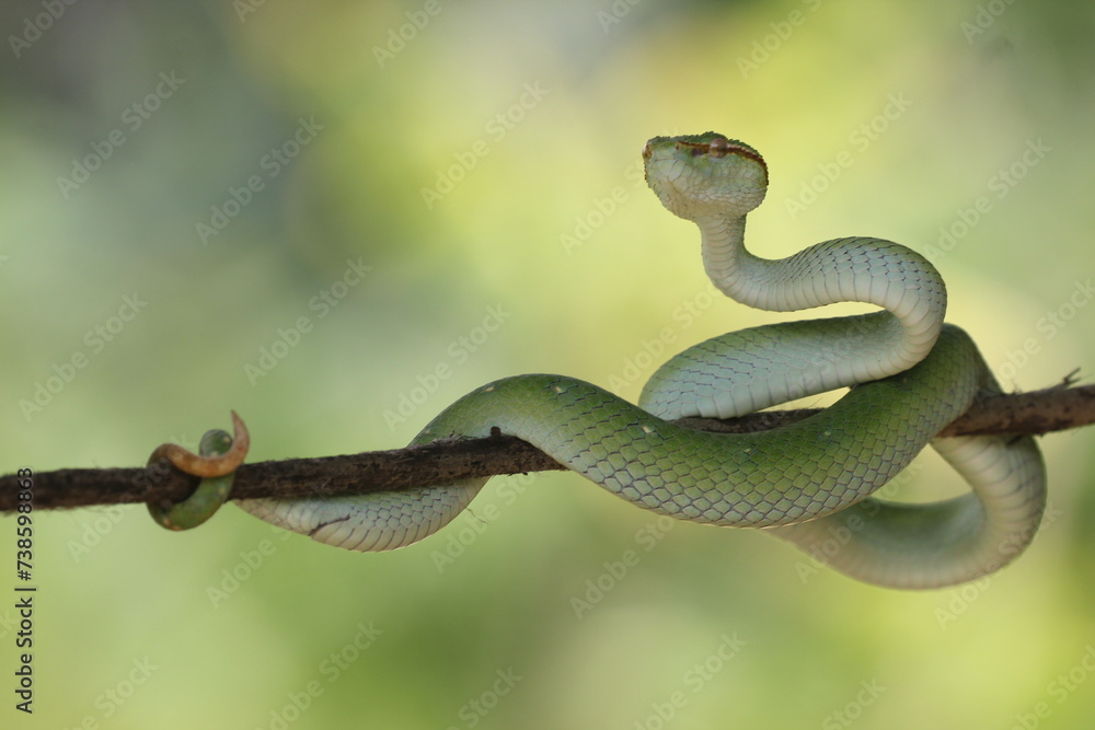 snake, viper snake, tropidolaemus subannulatus, a viper Tropidolaemus ...