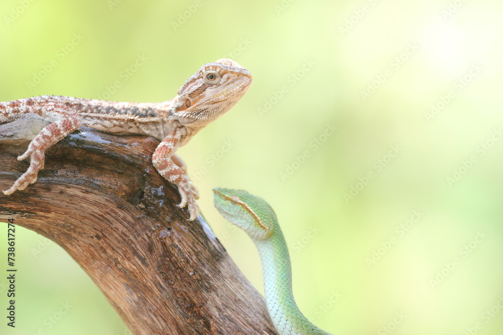 snake, viper, viper snake, tropidolaemus subannulatus, lizard, bearded ...