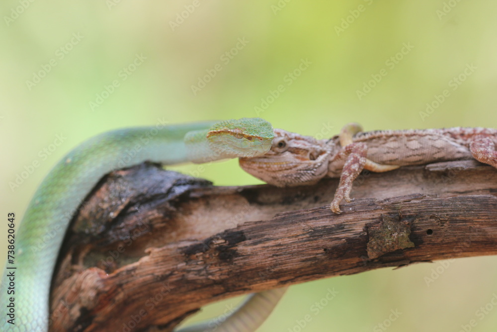snake, viper, viper snake, tropidolaemus subannulatus, lizard, bearded ...