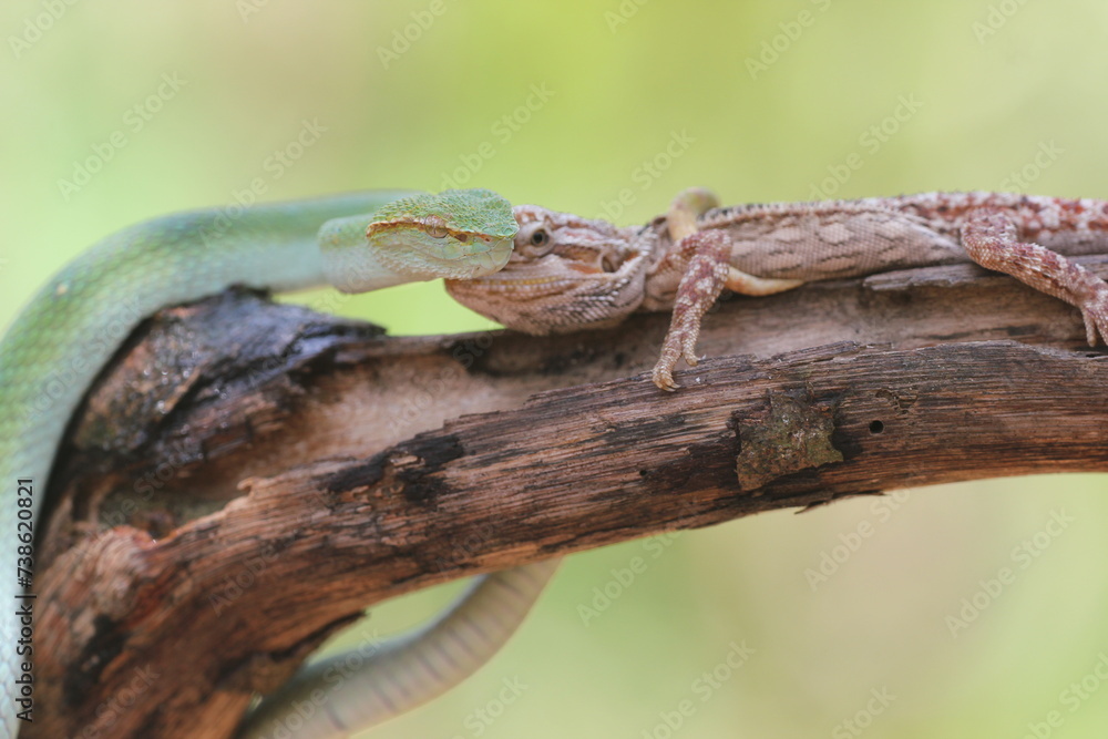 snake, viper, viper snake, tropidolaemus subannulatus, lizard, bearded ...