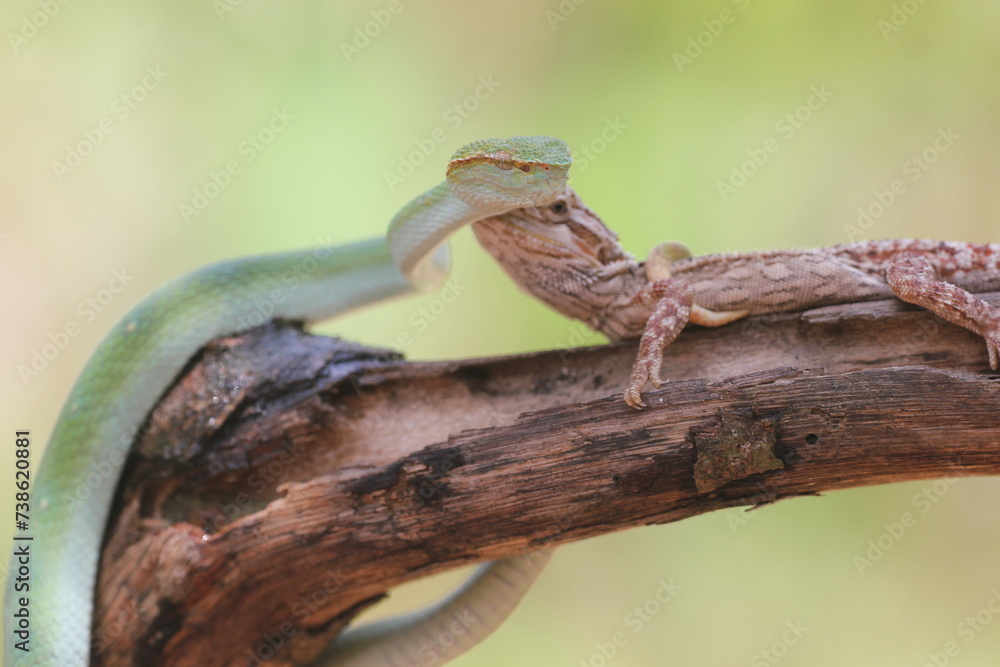 snake, viper, viper snake, tropidolaemus subannulatus, lizard, bearded ...