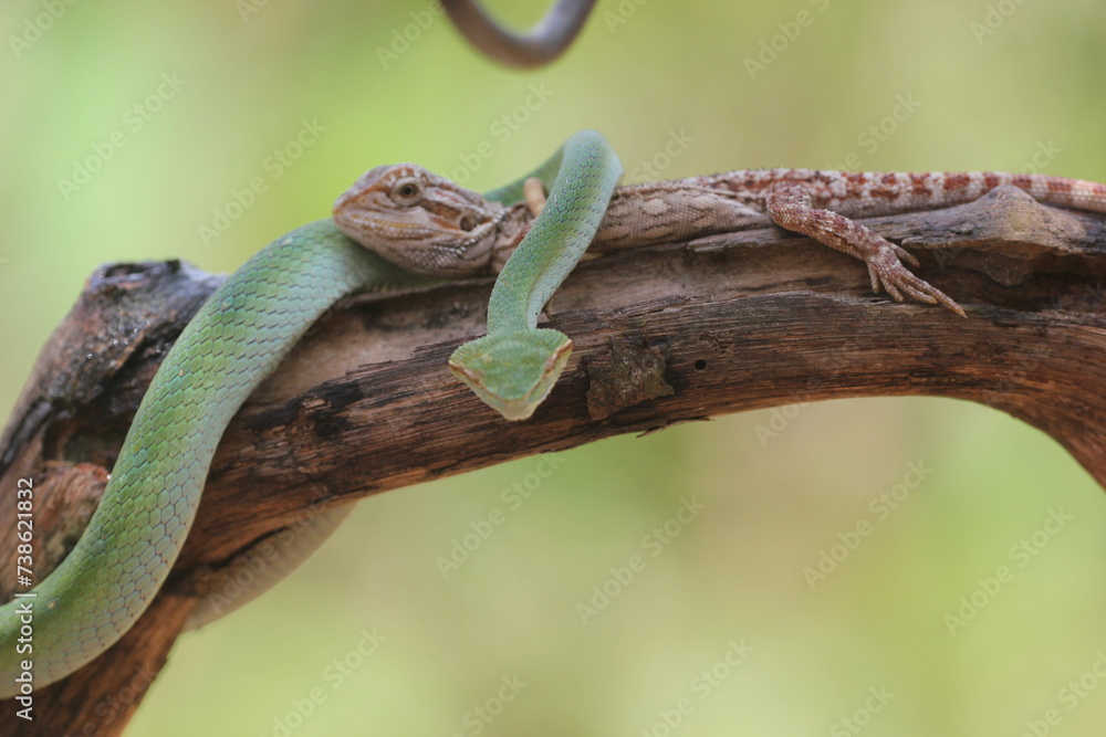 snake, viper, viper snake, tropidolaemus subannulatus, lizard, bearded ...
