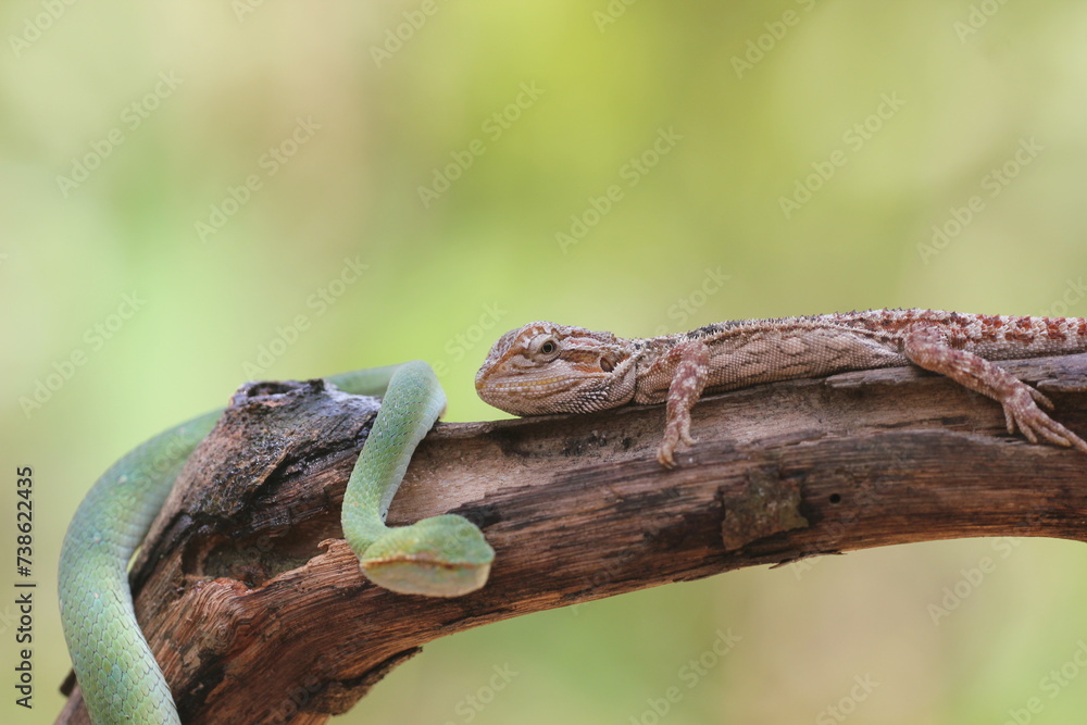 Foto de snake, viper, viper snake, tropidolaemus subannulatus, lizard ...