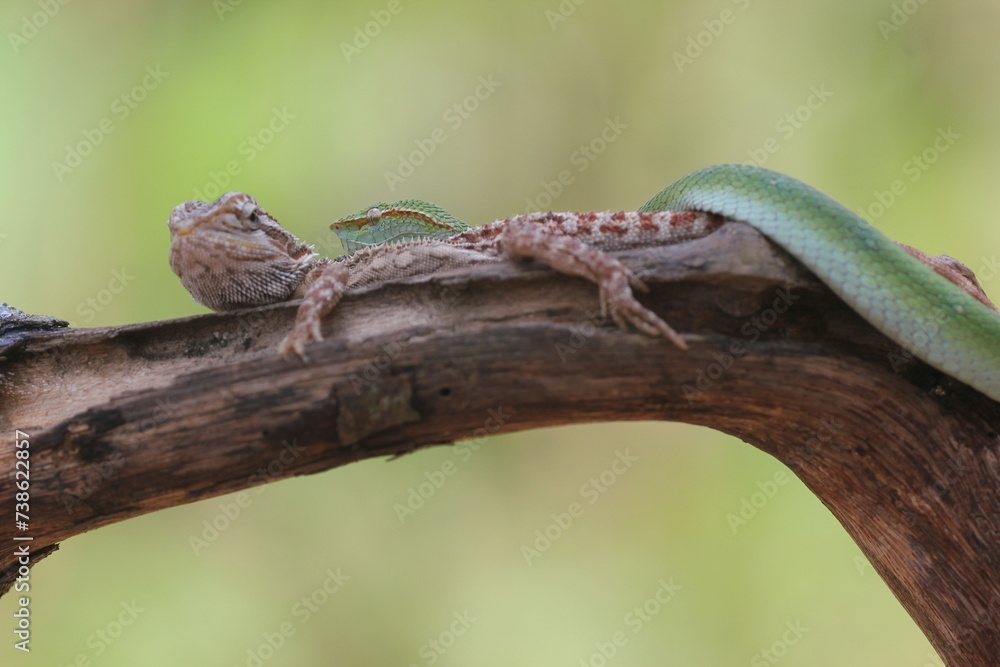 snake, viper, viper snake, tropidolaemus subannulatus, lizard, bearded ...