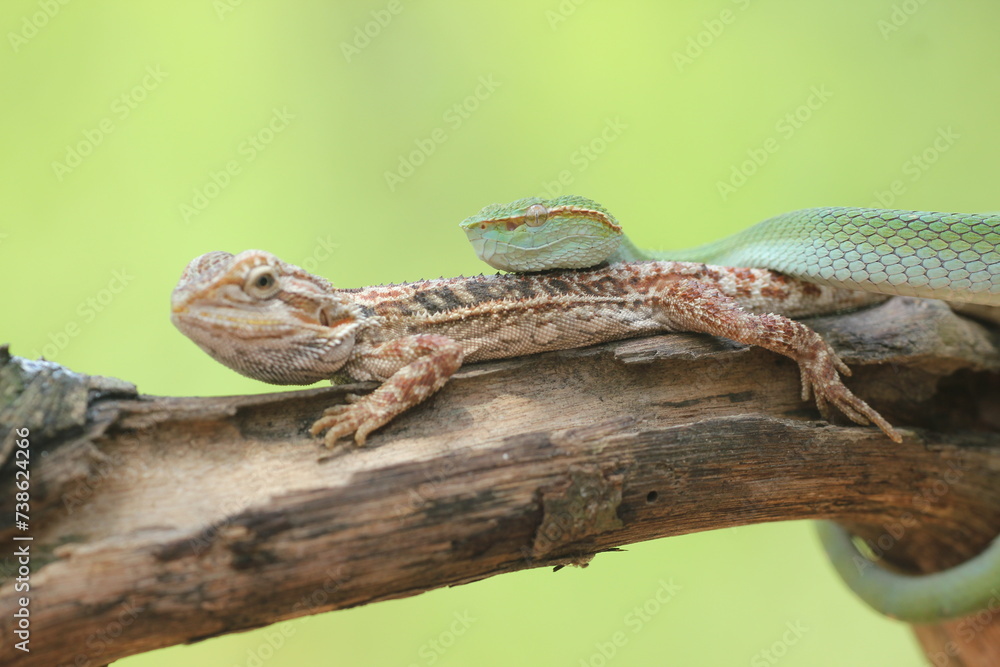 snake, viper, viper snake, tropidolaemus subannulatus, lizard, bearded ...