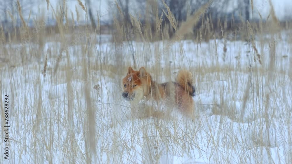 Vidéo Stock Shiba Inu dog running back to its owner in field in winter ...